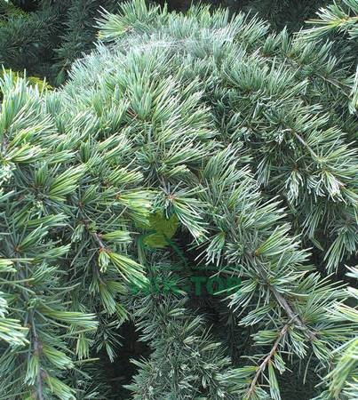 Cedr libański 'Atlantica Glauca Pendula' - Ogrodniczy sklep internetowy ...